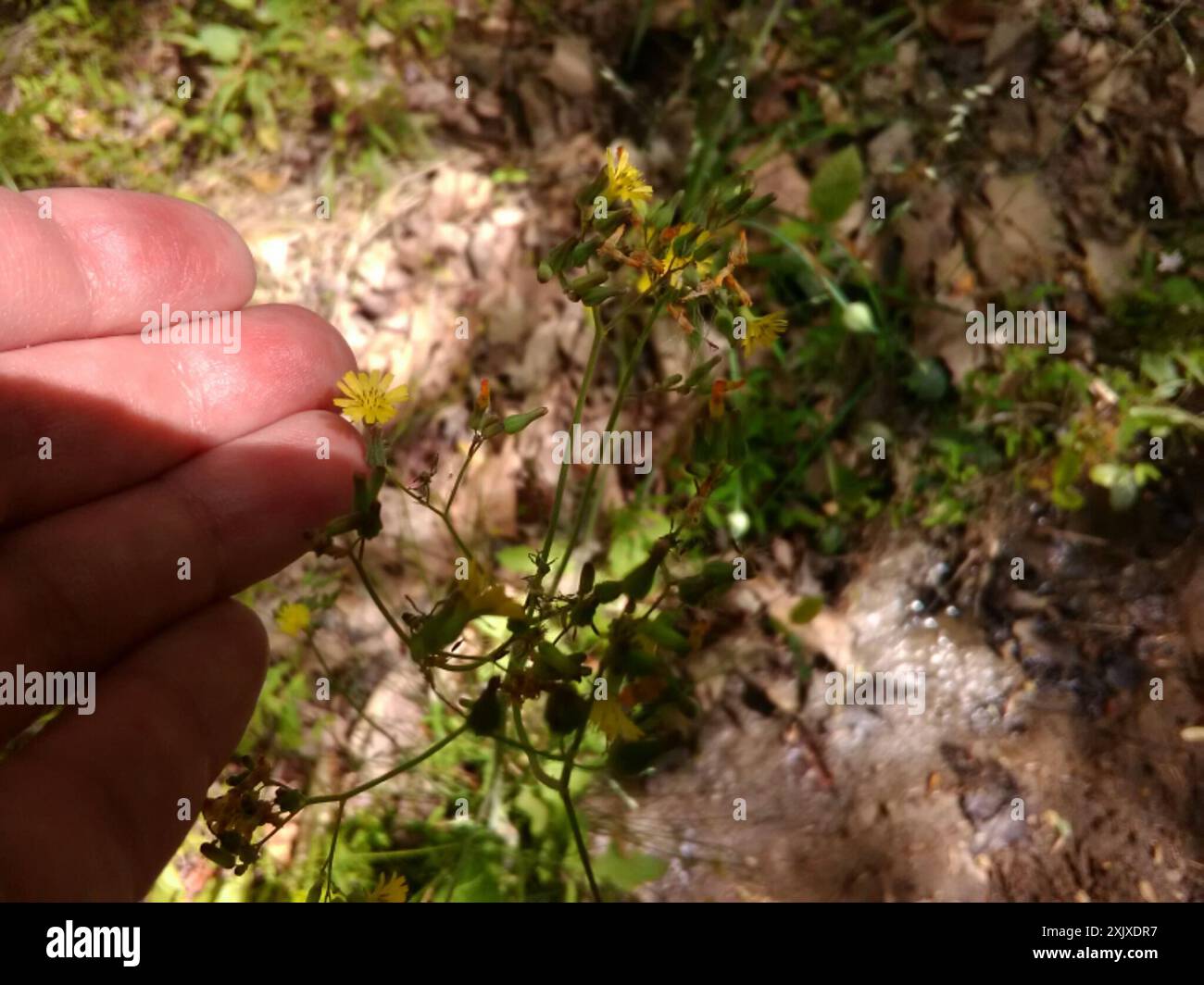 Oriental false hawksbeard (Youngia japonica) Plantae Stock Photo - Alamy