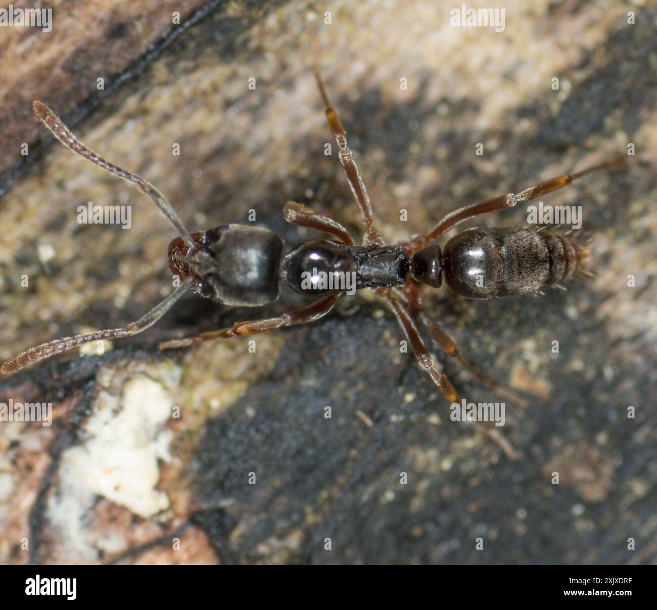 Brachyponera chinensis hi-res stock photography and images - Alamy