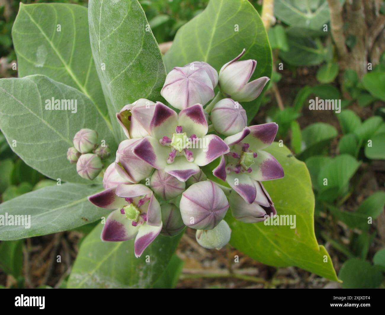 giant milkweed (Calotropis procera) Plantae Stock Photo - Alamy