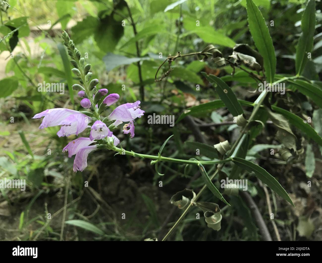 obedient plant (Physostegia virginiana) Plantae Stock Photo - Alamy