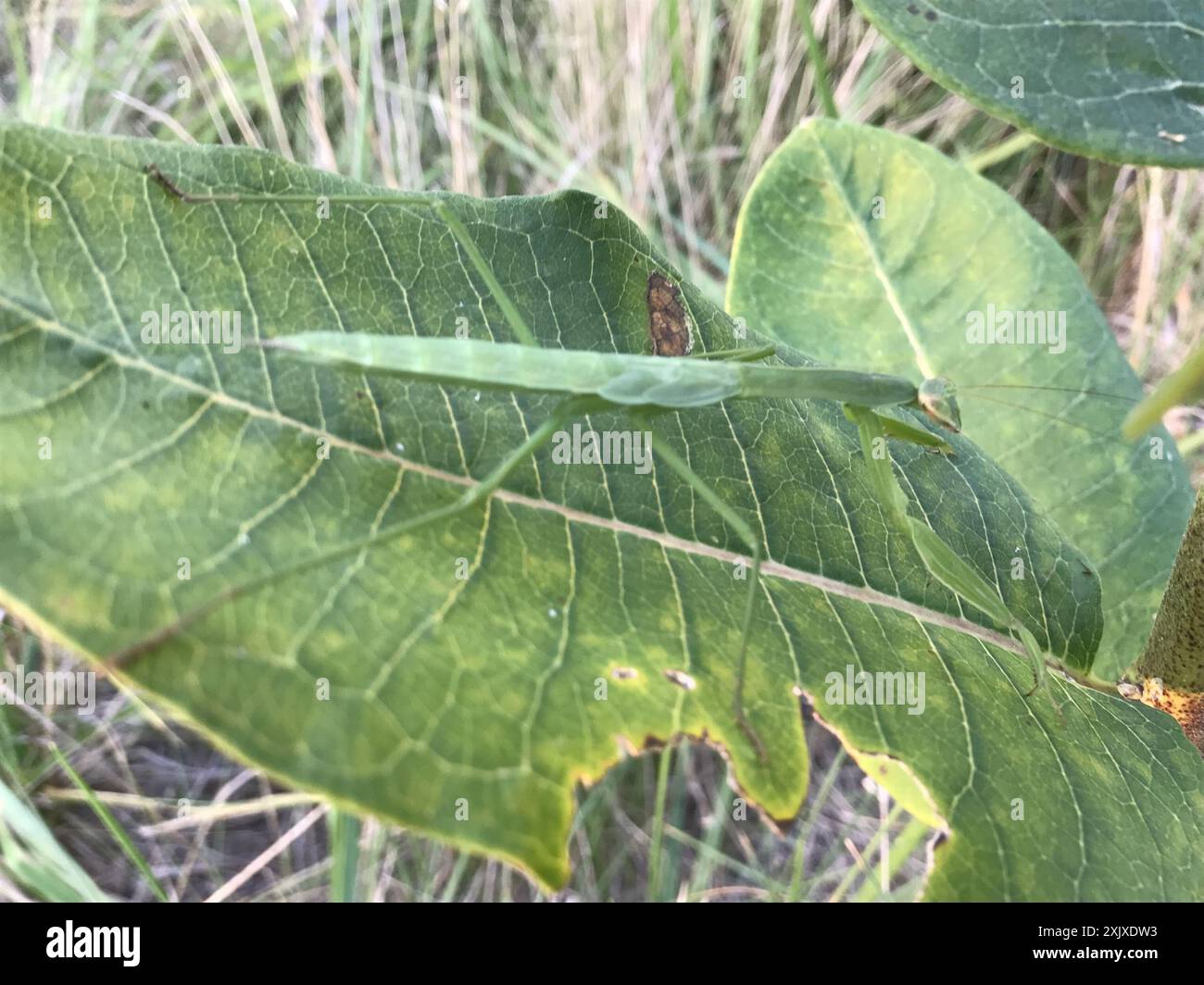 Chinese Mantis (Tenodera sinensis) Insecta Stock Photo - Alamy