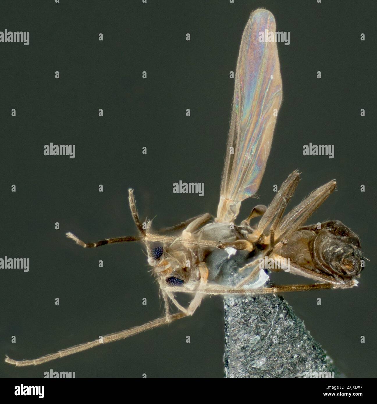 Non-biting Midges (Chironomidae) Insecta Stock Photo - Alamy