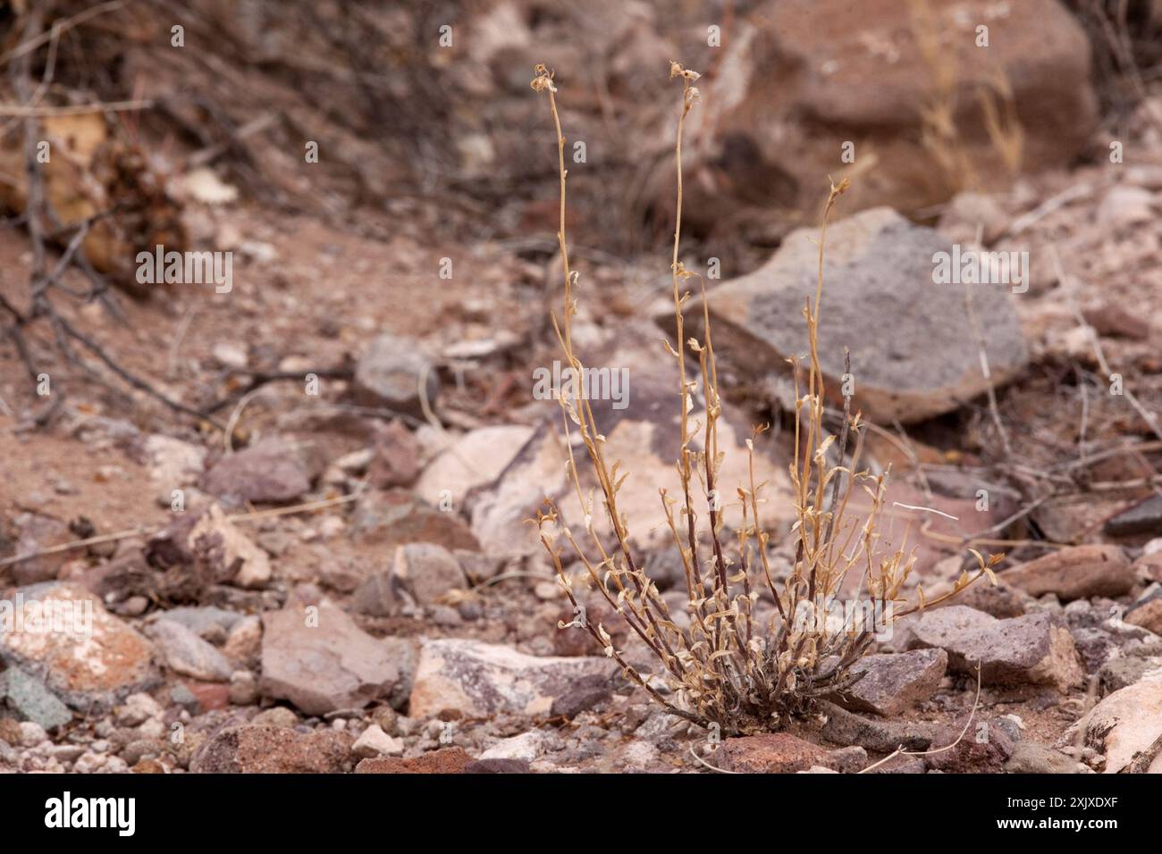 rough menodora (Menodora scabra) Plantae Stock Photo - Alamy