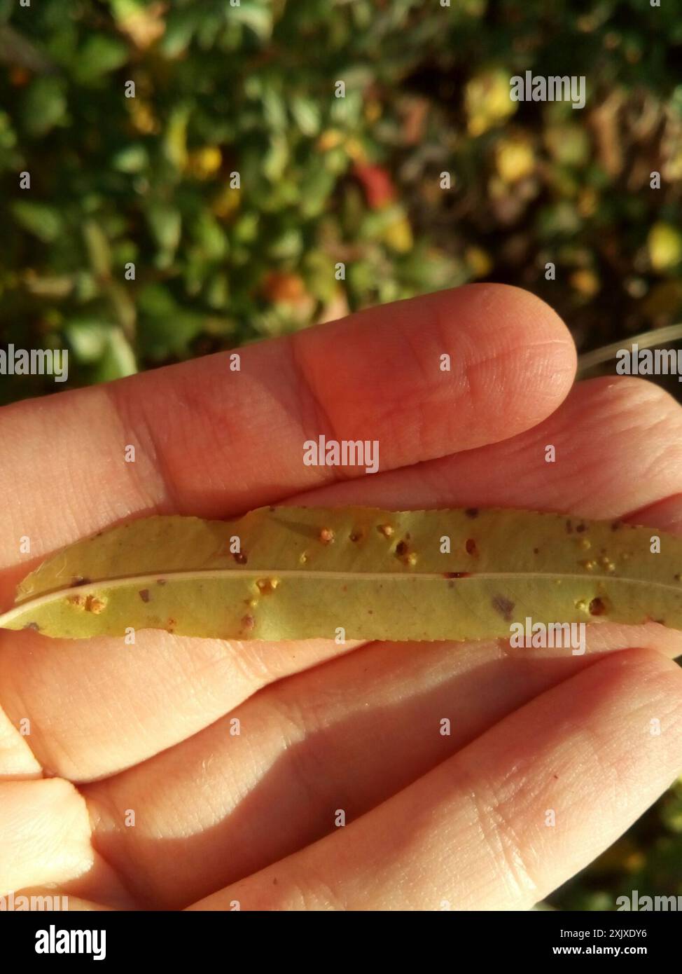 Willow Bead Gall Mite (Aculus tetanothrix) Arachnida Stock Photo - Alamy