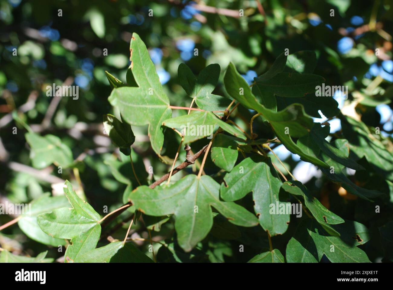Montpellier Maple (Acer monspessulanum) Plantae Stock Photo - Alamy