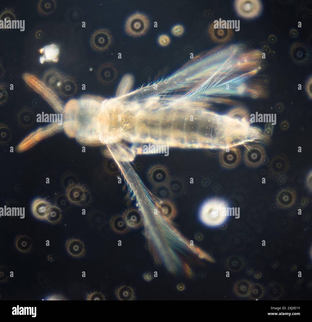 Chilli Thrips (Scirtothrips dorsalis) Insecta Stock Photo - Alamy