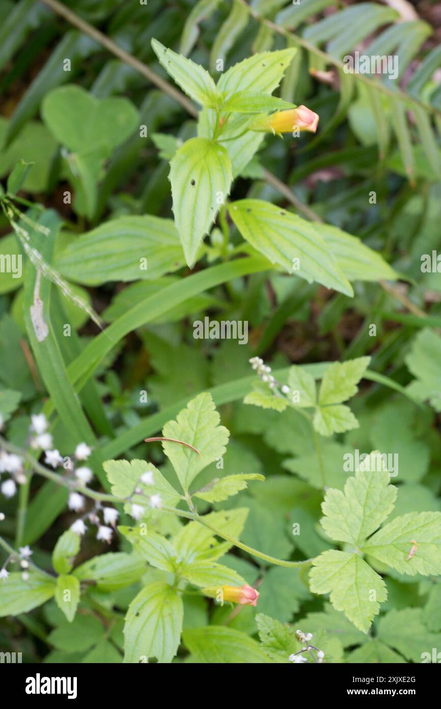 Coastal Monkeyflower (Erythranthe dentata) Plantae Stock Photo - Alamy