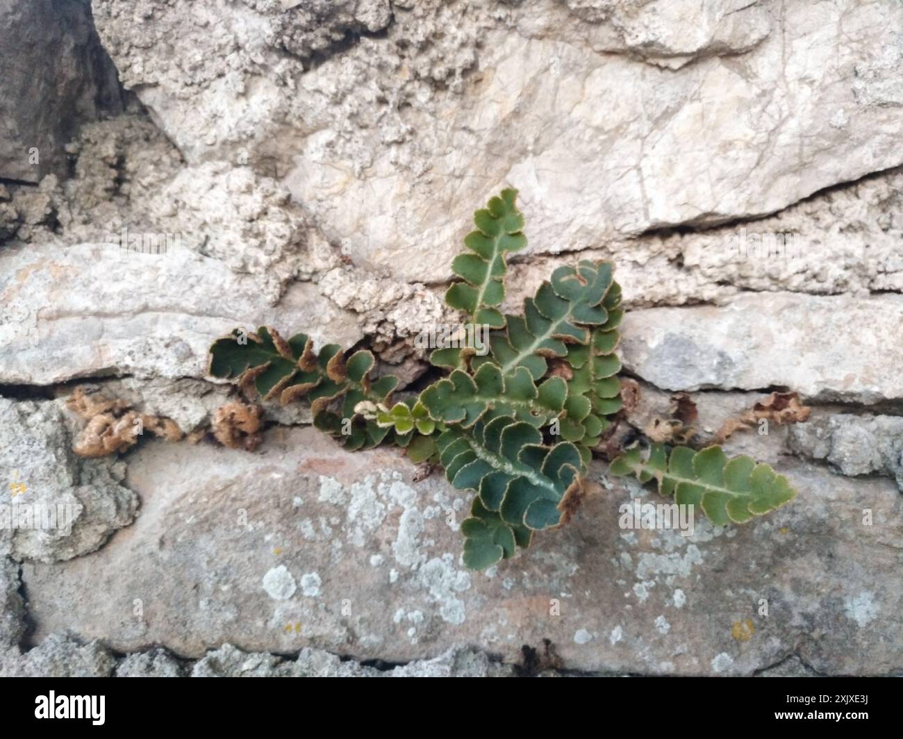 Rustyback (Asplenium ceterach) Plantae Stock Photo - Alamy
