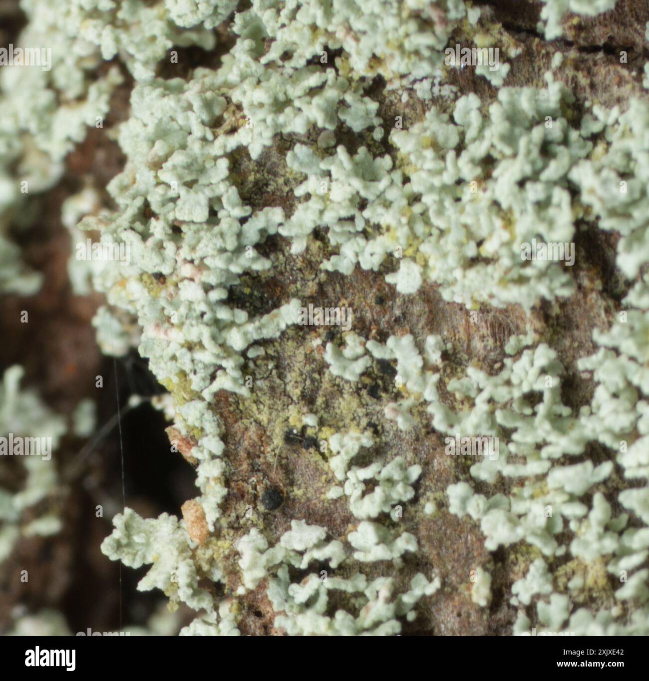 common lichens (Lecanoromycetes) Fungi Stock Photo - Alamy