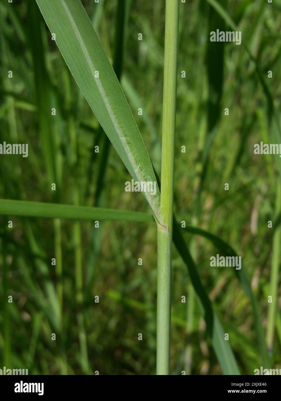 Johnson grass (Sorghum halepense) Plantae Stock Photo - Alamy