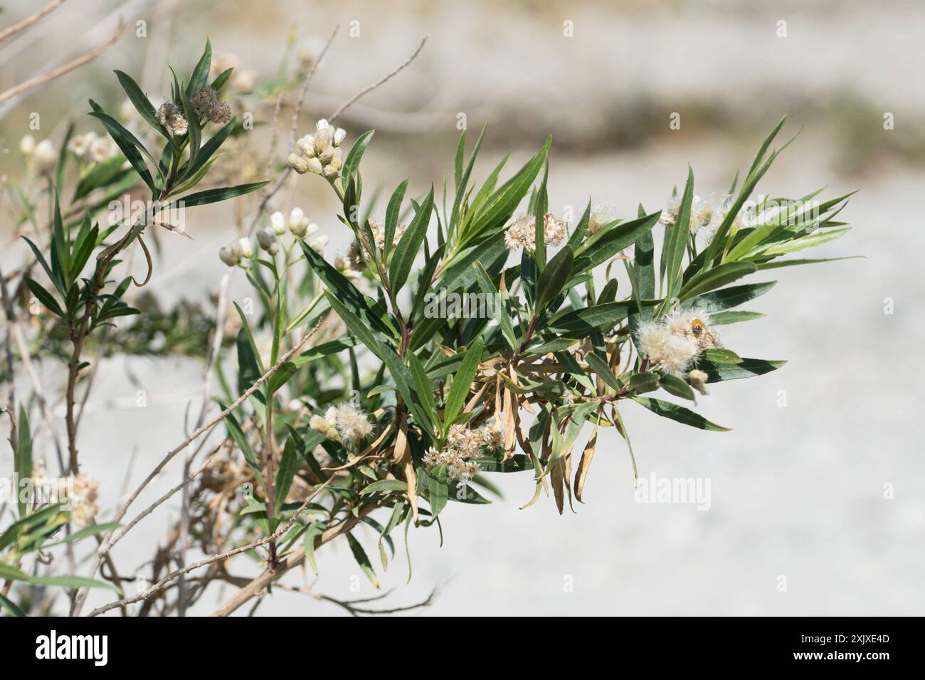 mule fat (Baccharis salicifolia) Plantae Stock Photo - Alamy