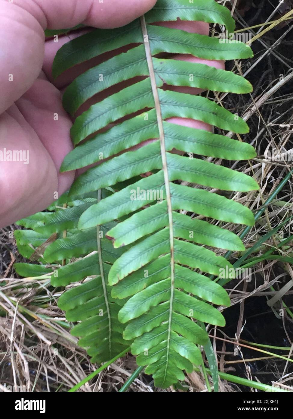 Crown Fern (Lomaria discolor) Plantae Stock Photo - Alamy