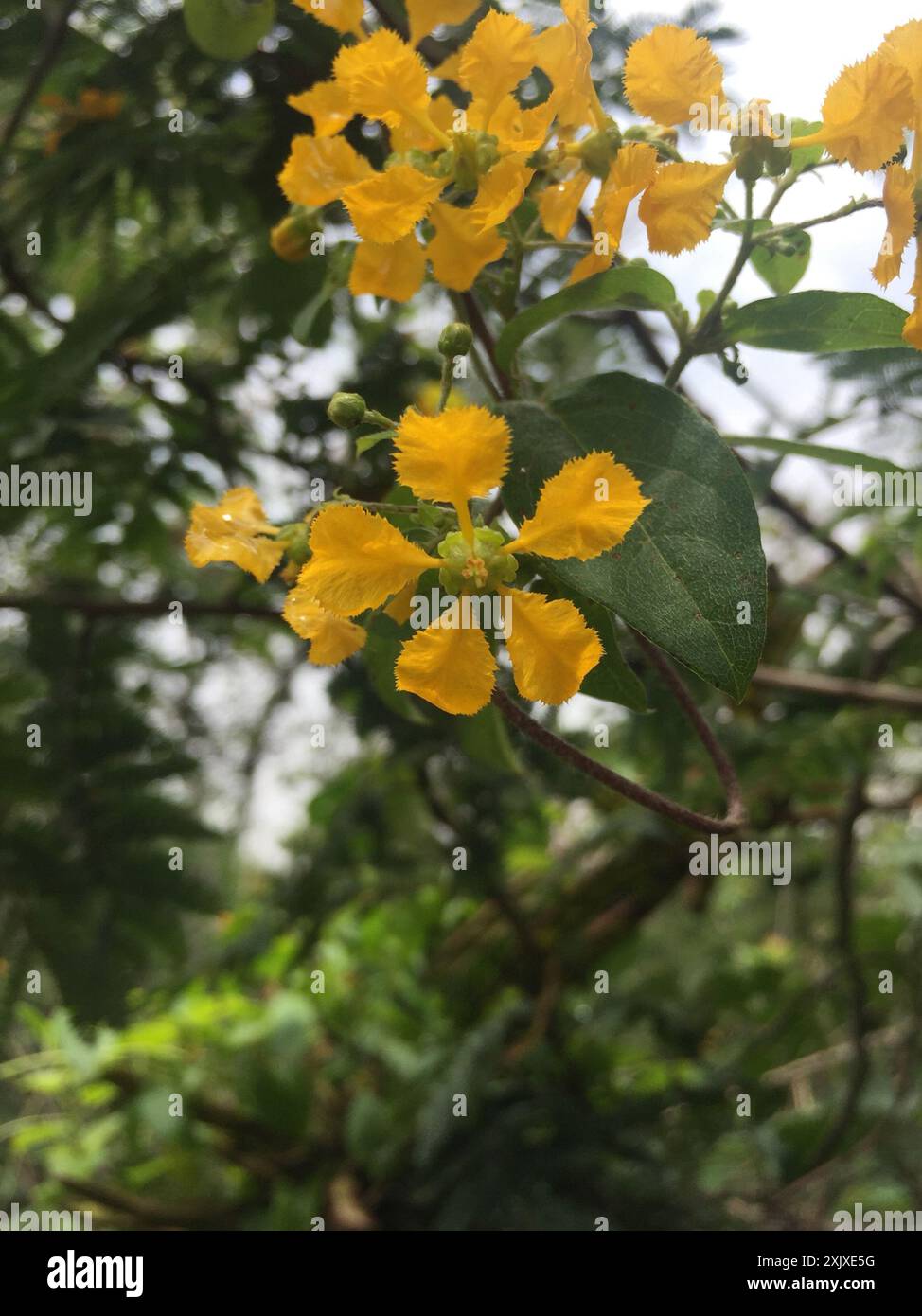 Cynanchoides hi-res stock photography and images - Alamy