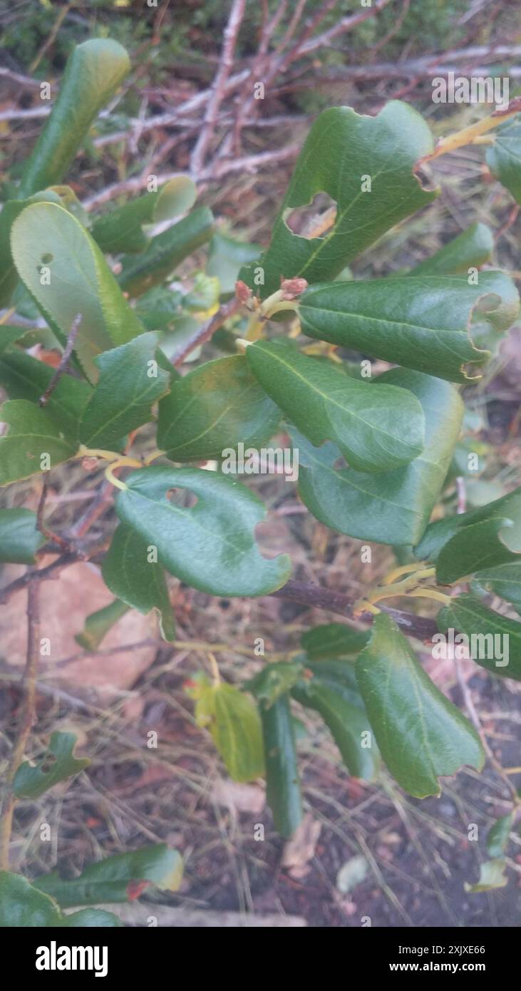 (Ceanothus velutinus velutinus) Plantae Stock Photo - Alamy