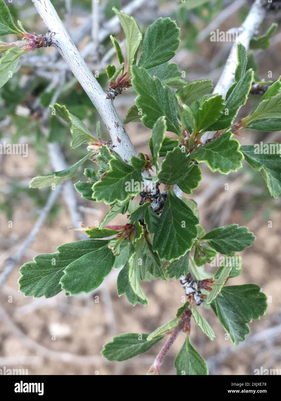Alderleaf Mountain Mahogany (Cercocarpus montanus) Plantae Stock Photo ...