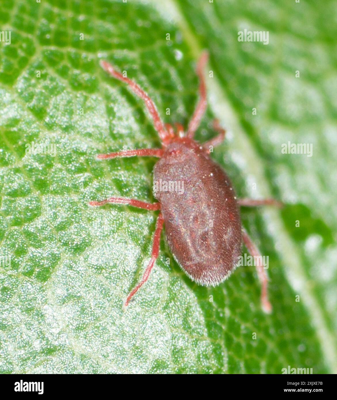 Sidewalk Mites (Balaustium) Arachnida Stock Photo - Alamy