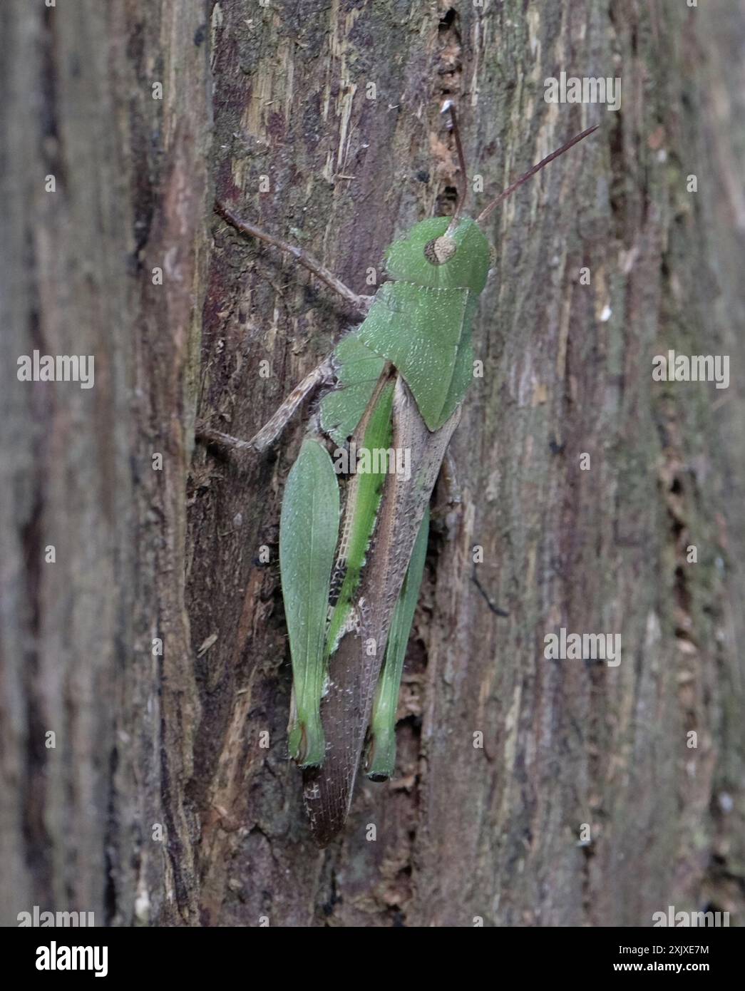 Green-striped Grasshopper (Chortophaga viridifasciata) Insecta Stock ...