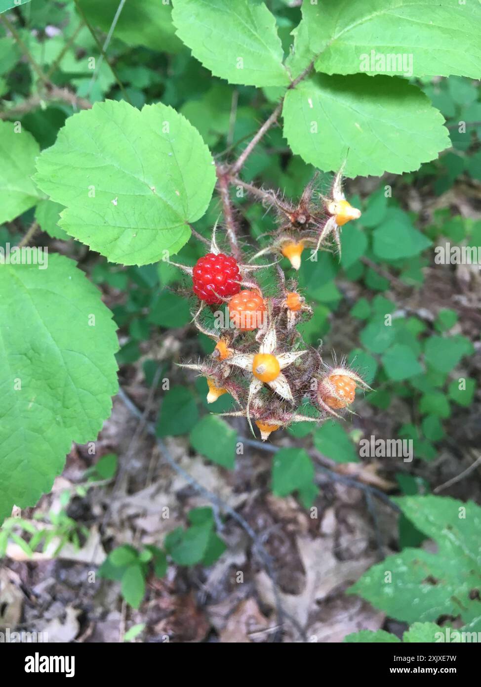 wineberry (Rubus phoenicolasius) Plantae Stock Photo - Alamy