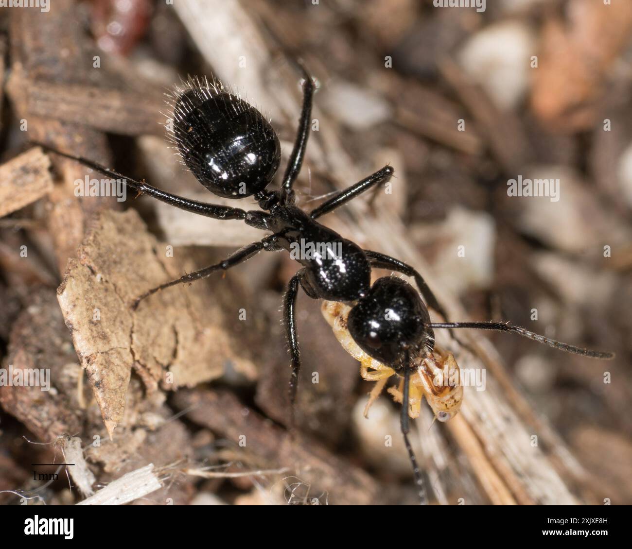 Hairy Smooth Carpenter Ant (Camponotus laevissimus) Insecta Stock Photo ...