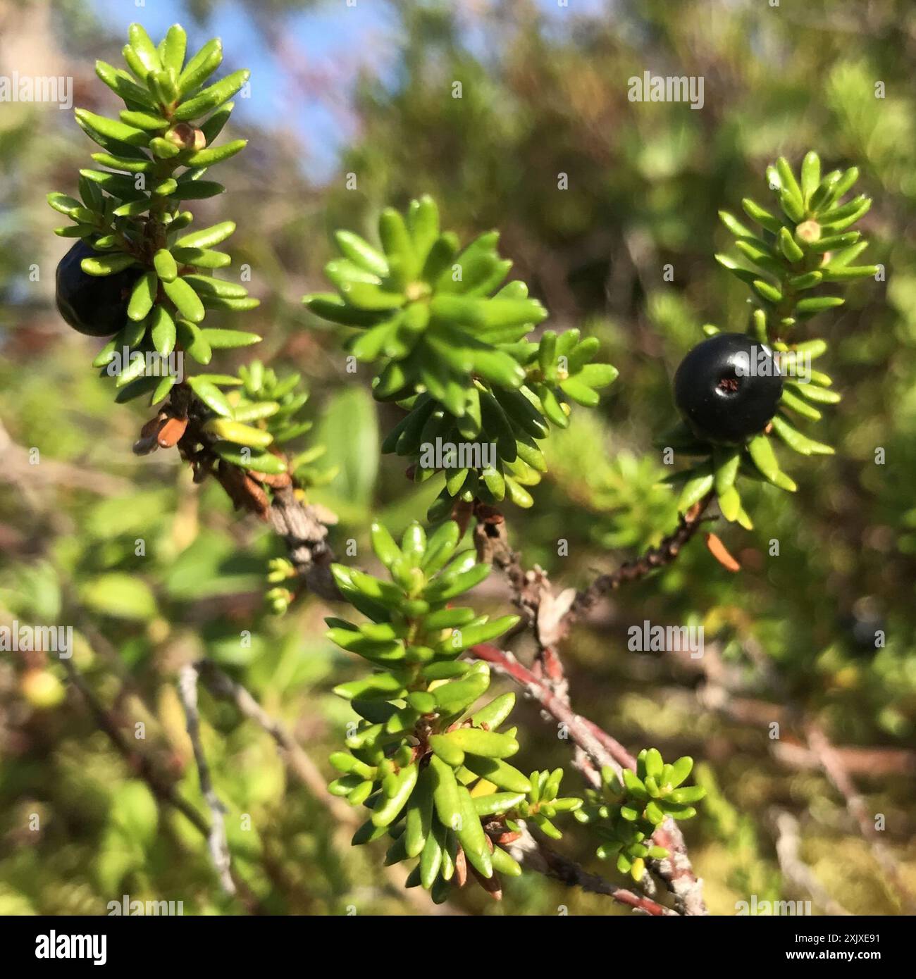 black crowberry (Empetrum nigrum) Plantae Stock Photo - Alamy