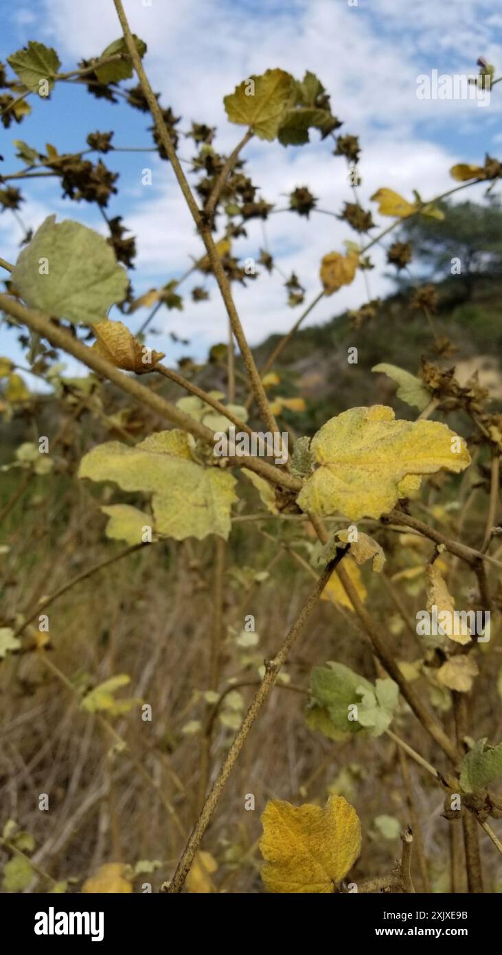 southern coastal bushmallow (Malacothamnus fasciculatus) Plantae Stock ...