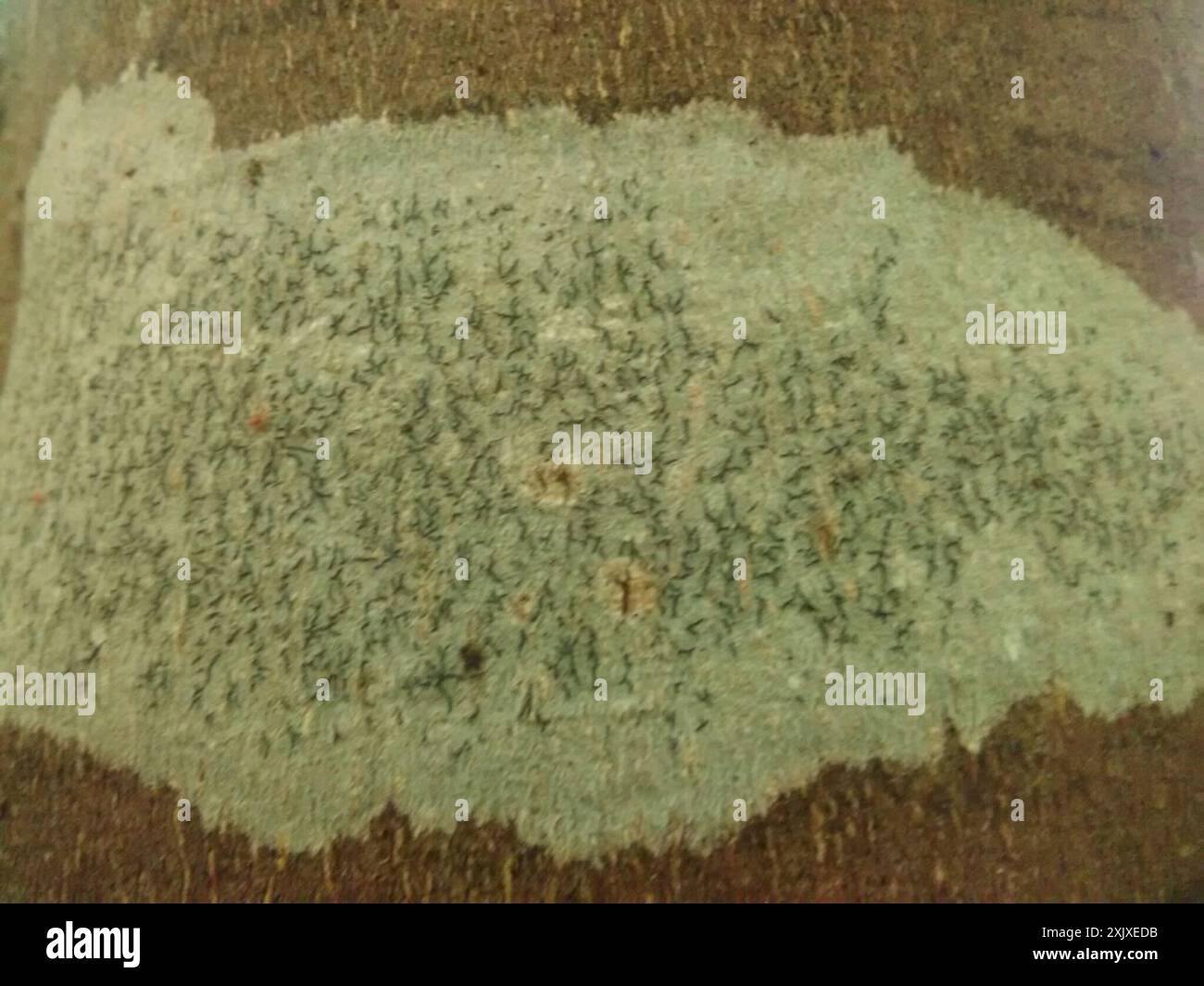 Common Script Lichen (Graphis scripta) Fungi Stock Photo - Alamy