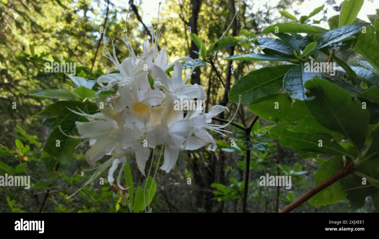 western azalea (Rhododendron occidentale) Plantae Stock Photo - Alamy