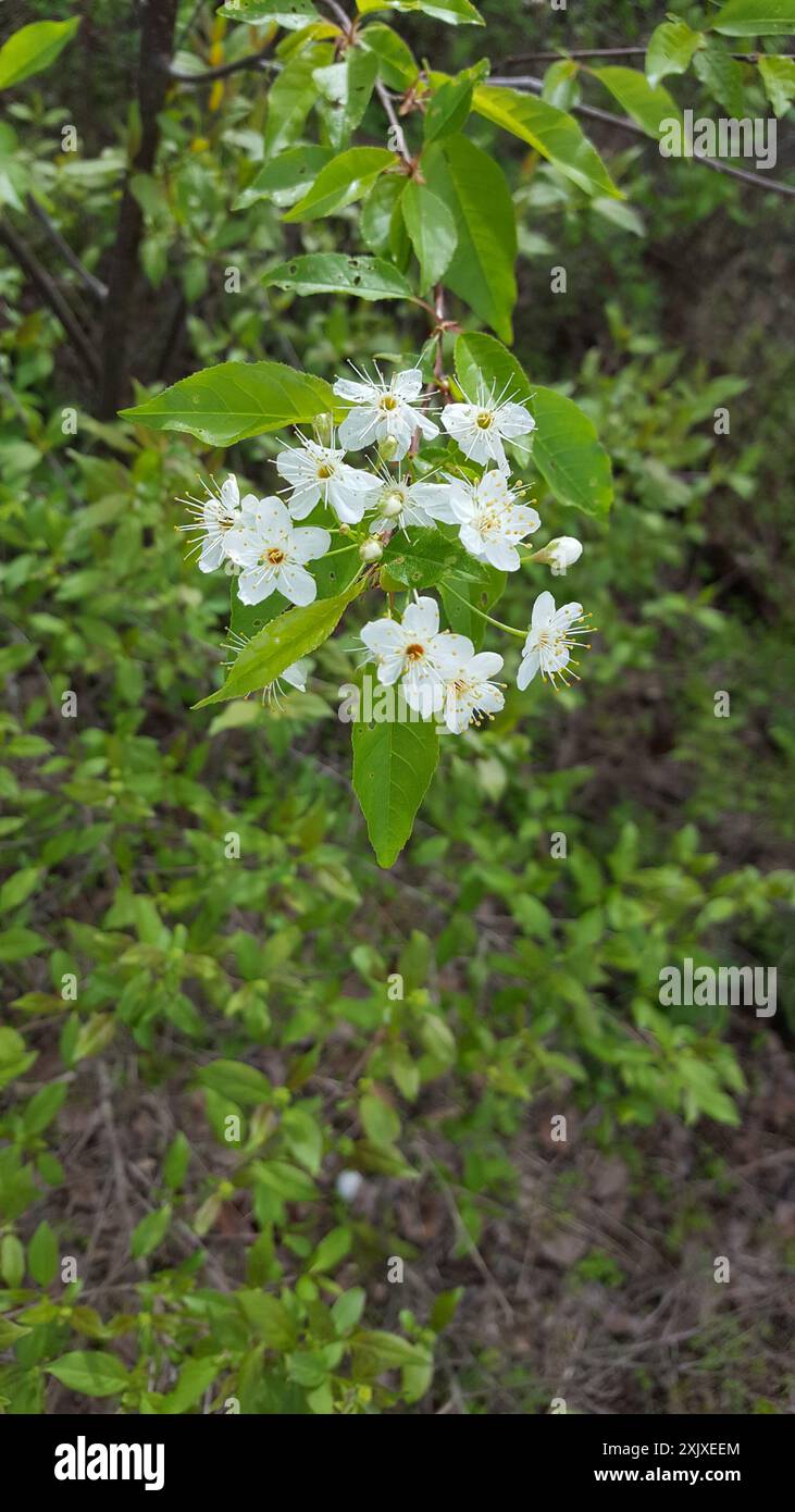 fire cherry (Prunus pensylvanica) Plantae Stock Photo - Alamy