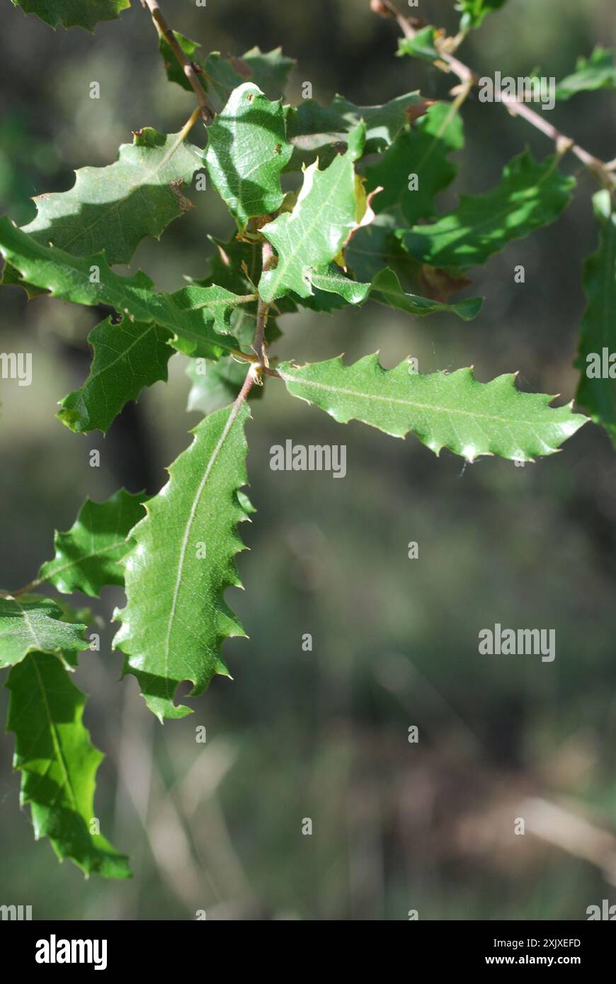 Portuguese oak (Quercus faginea) Plantae Stock Photo - Alamy