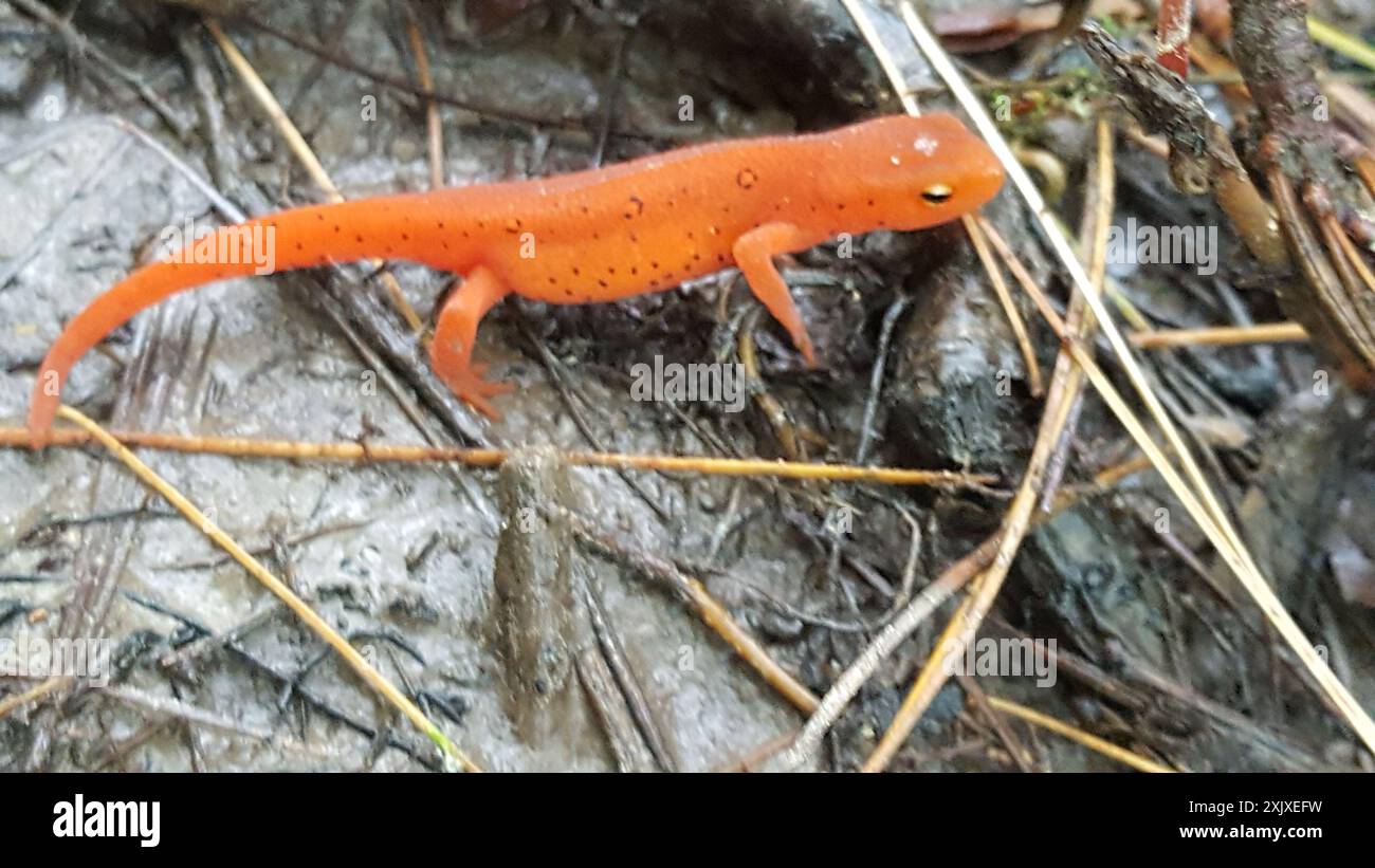 Red-spotted Newt (Notophthalmus viridescens viridescens) Amphibia Stock ...
