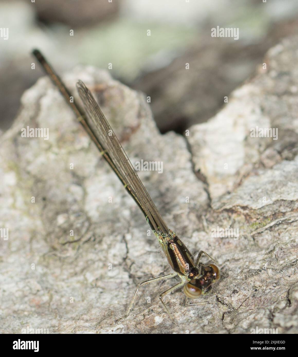 Fragile Forktail (Ischnura posita) Insecta Stock Photo - Alamy