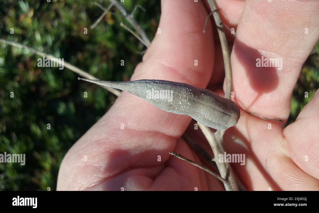 wild and domestic radish (Raphanus raphanistrum sativus) Plantae Stock ...