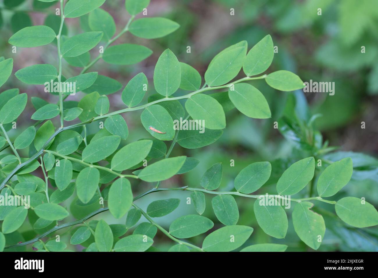 Red Huckleberry (Vaccinium parvifolium) Plantae Stock Photo - Alamy