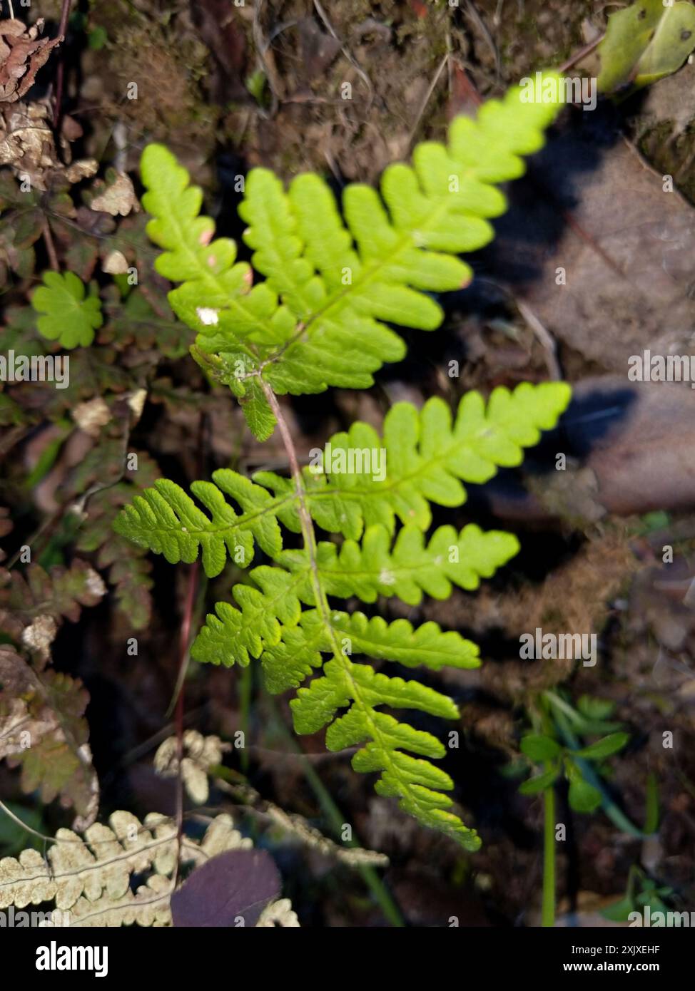 goldback fern (Pentagramma triangularis) Plantae Stock Photo - Alamy