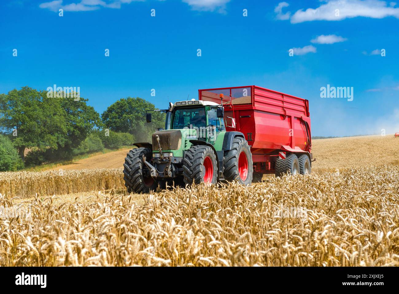 Tractor with loader wagon transporting grain in the wheat field during ...