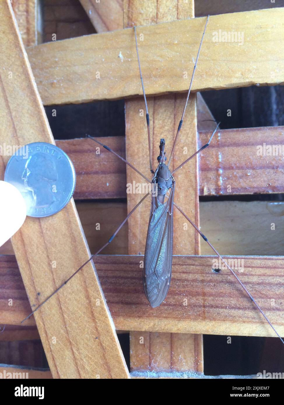 Giant Western Crane Fly (Holorusia hespera) Insecta Stock Photo - Alamy
