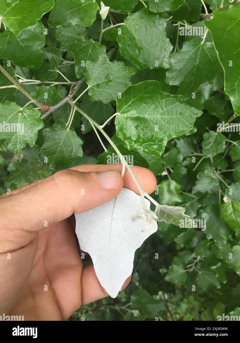 white poplar (Populus alba) Plantae Stock Photo - Alamy