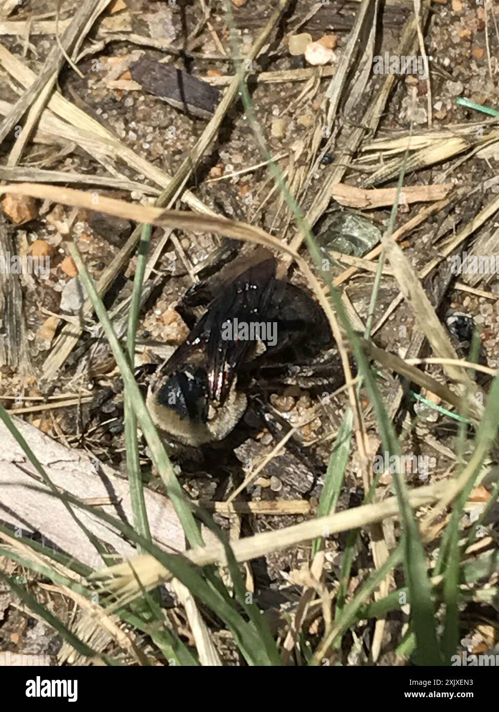Hibiscus Turret Bee (Ptilothrix bombiformis) Insecta Stock Photo - Alamy
