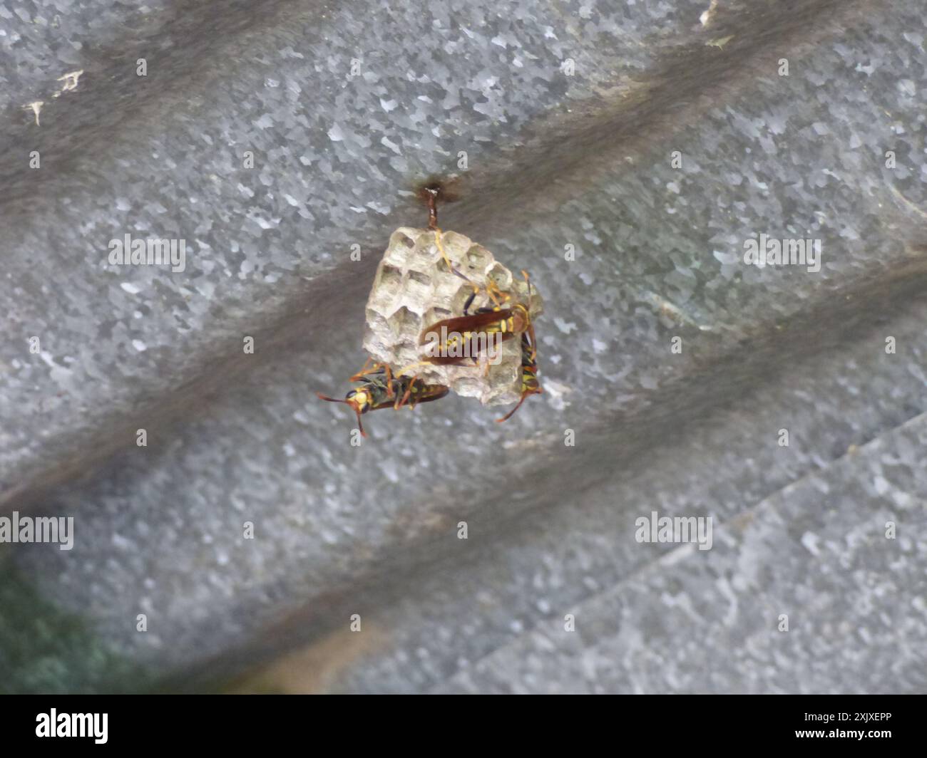 Variegated Paper Wasp (Polistes versicolor) Insecta Stock Photo - Alamy