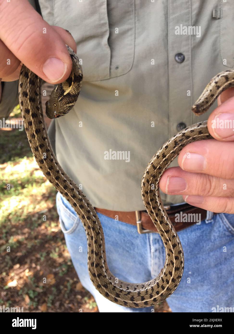 Checkered Garter Snake (Thamnophis marcianus) Reptilia Stock Photo - Alamy