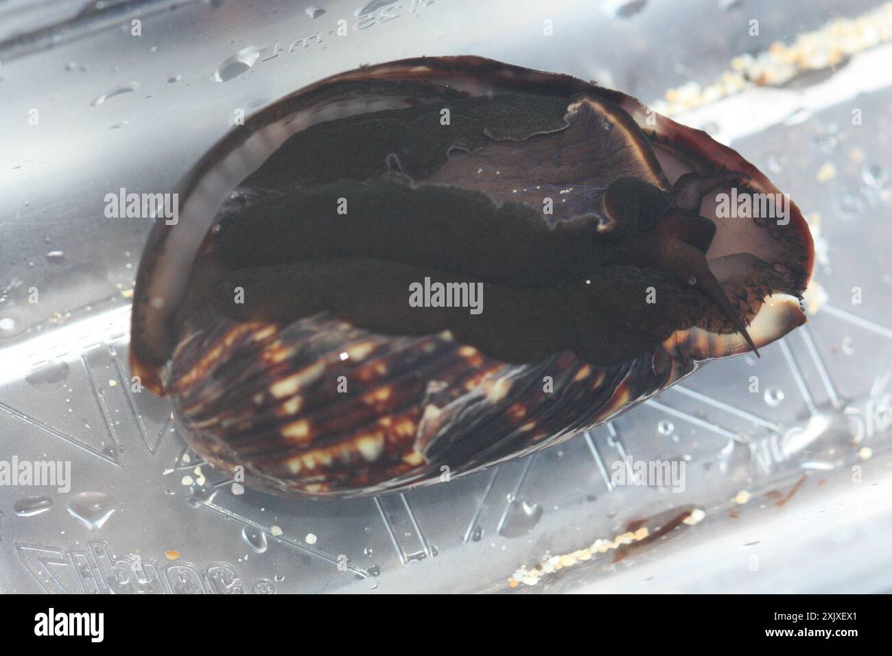 Humpback cowry hi-res stock photography and images - Alamy