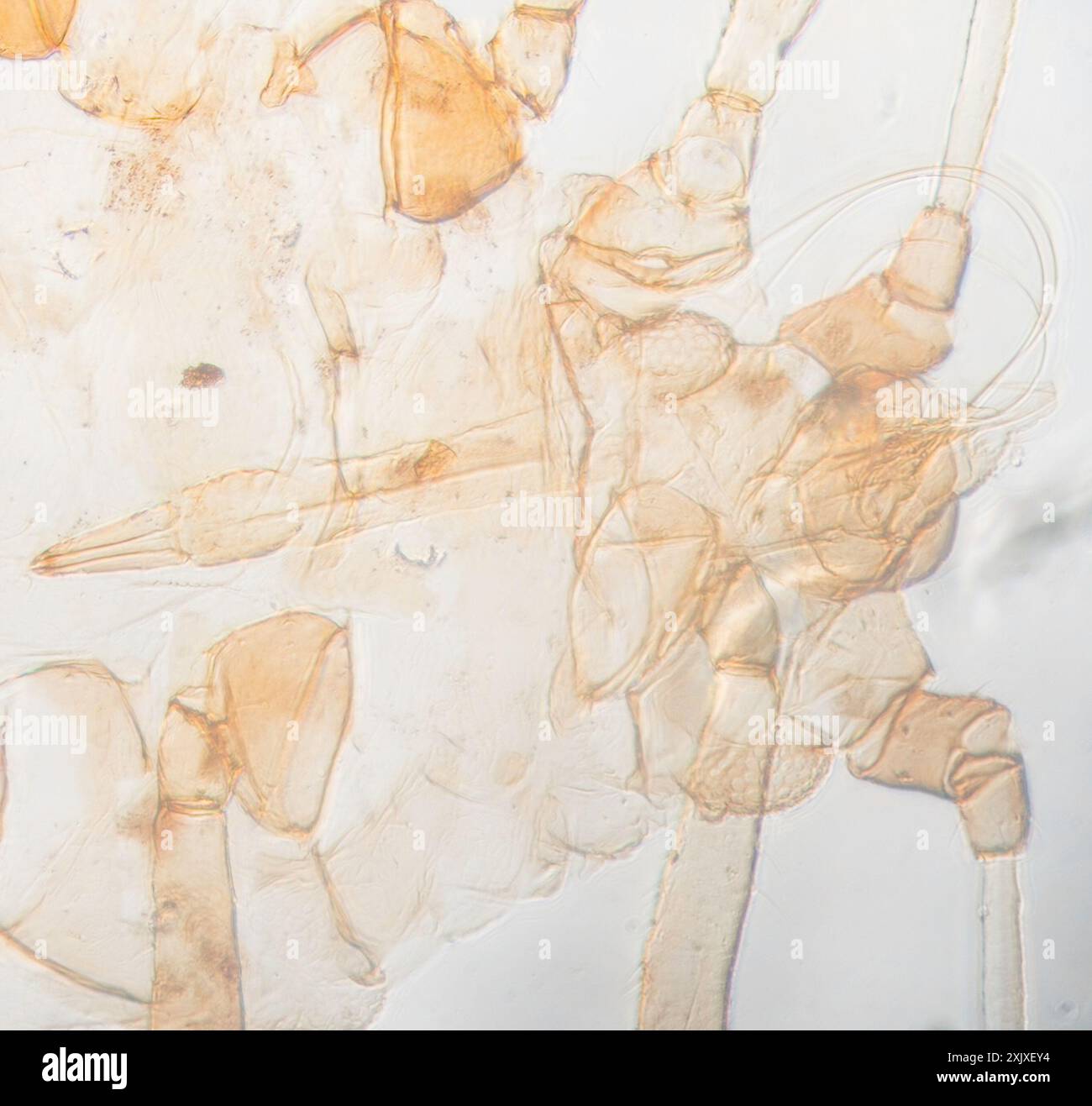 Black citrus aphid toxoptera aurantii hi-res stock photography and ...