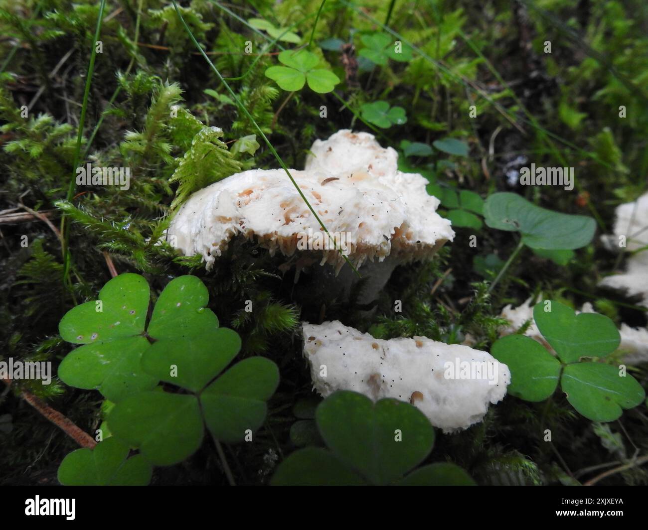 Wood Hedgehog (Hydnum repandum) Fungi Stock Photo - Alamy