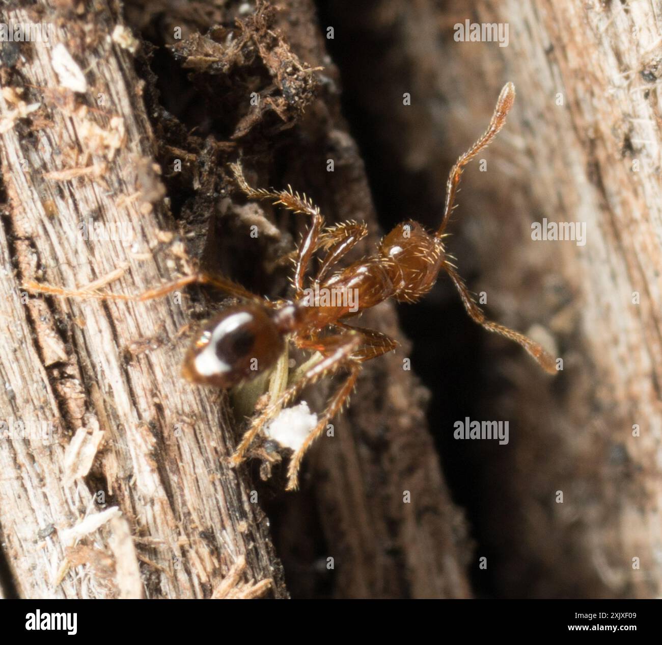 Red Imported Fire Ant (Solenopsis invicta) Insecta Stock Photo - Alamy