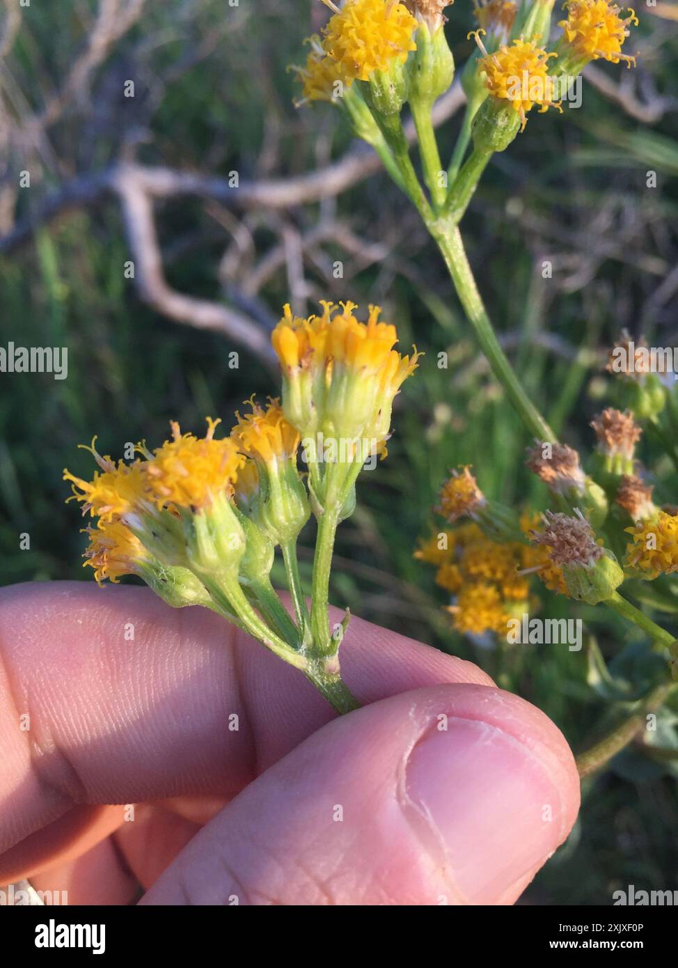 rayless ragwort (Senecio aronicoides) Plantae Stock Photo - Alamy