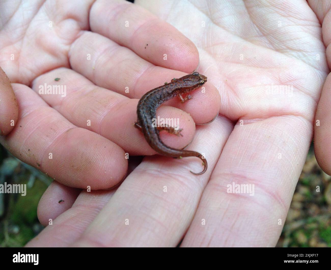 Pygmy Salamander (Desmognathus wrighti) Amphibia Stock Photo - Alamy
