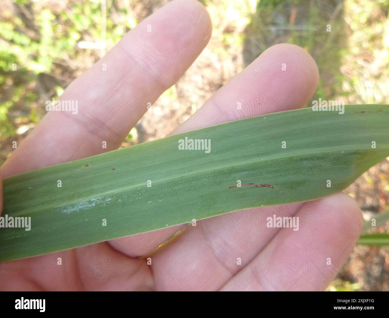 woolly beardgrass (Erianthus alopecuroides) Plantae Stock Photo - Alamy
