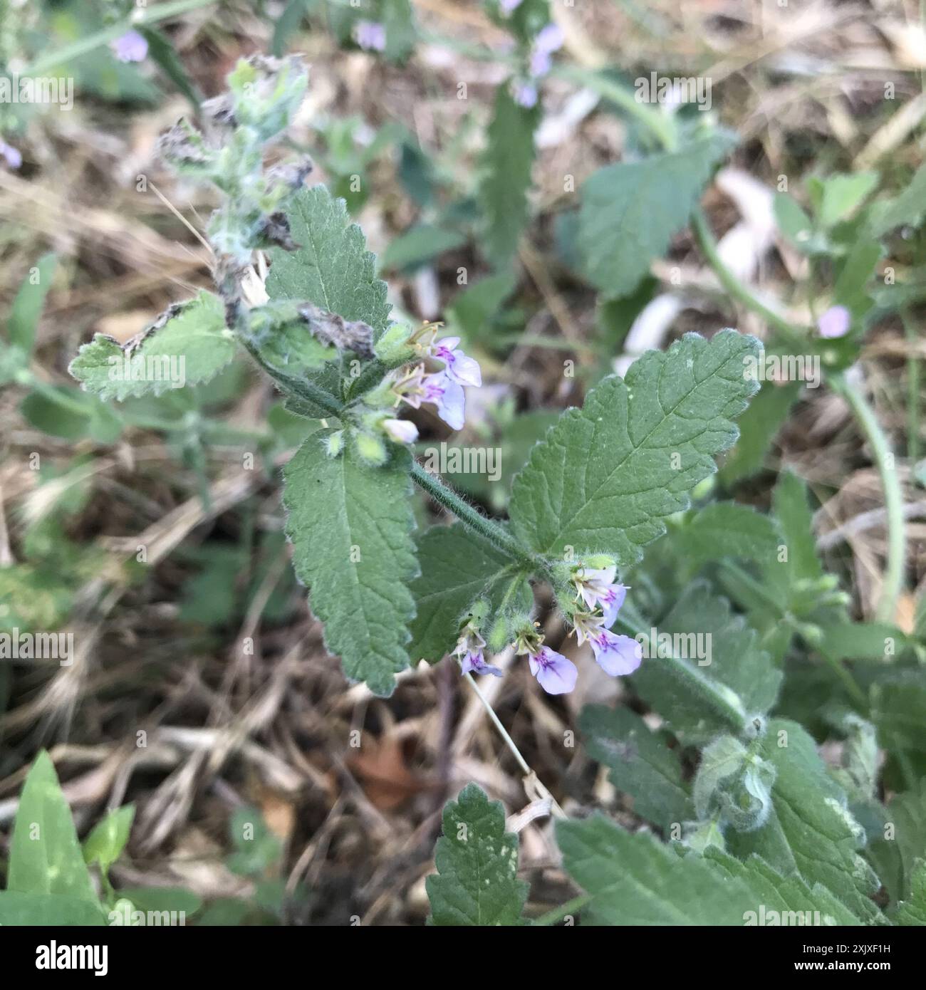 Water Germander (Teucrium scordium) Plantae Stock Photo - Alamy