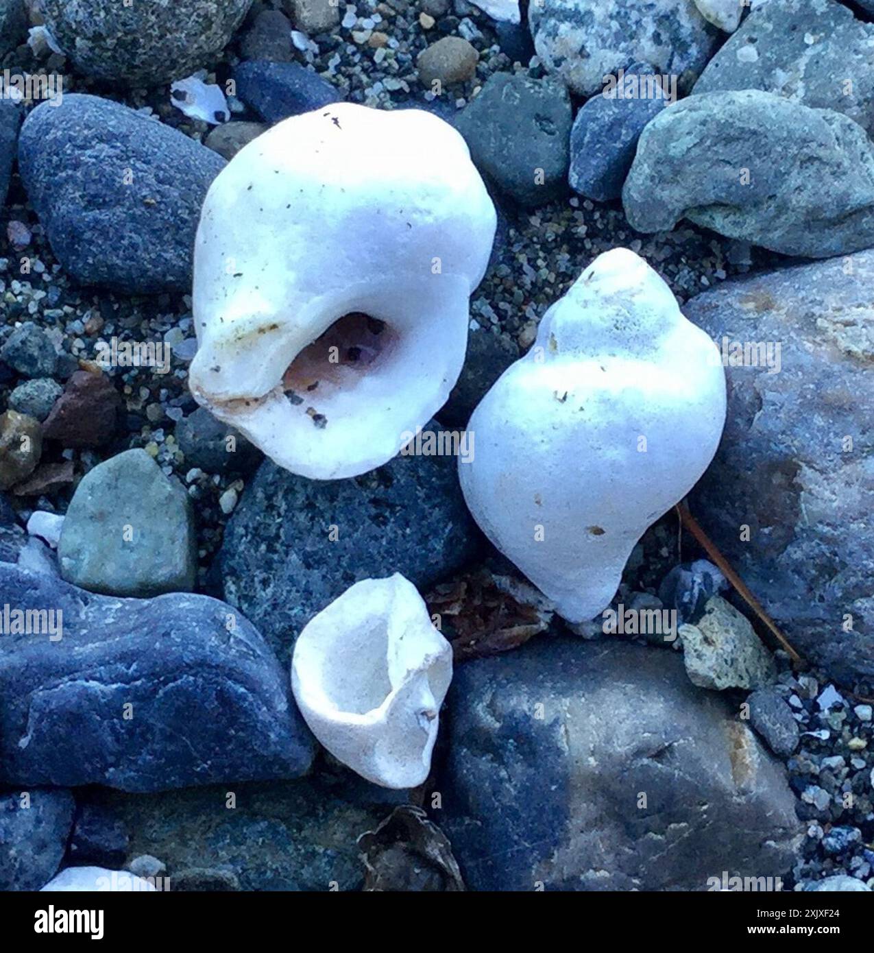 Frilled Dogwinkle (Nucella lamellosa) Mollusca Stock Photo - Alamy