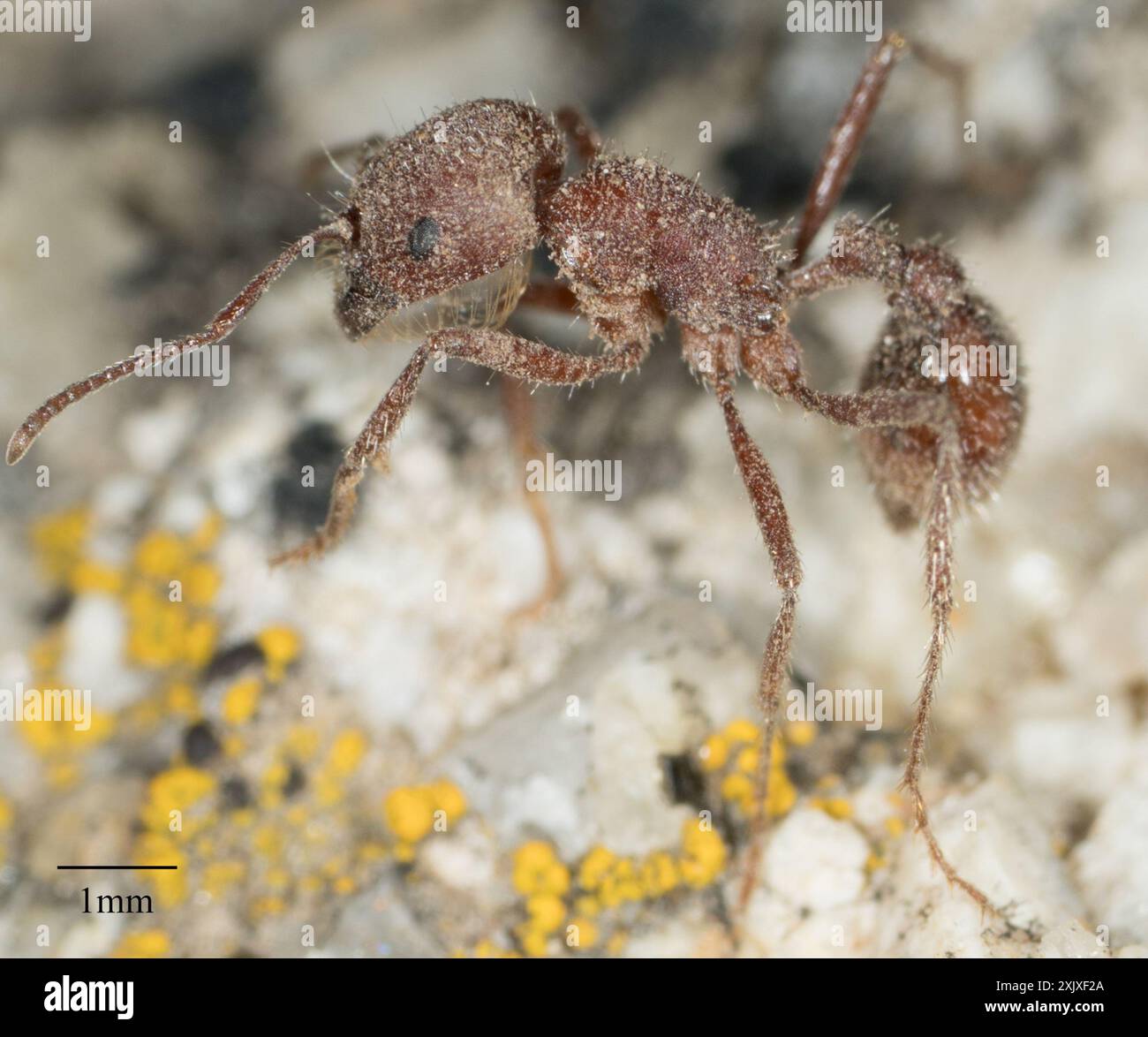 Mountain Harvester Ant (Pogonomyrmex montanus) Insecta Stock Photo - Alamy